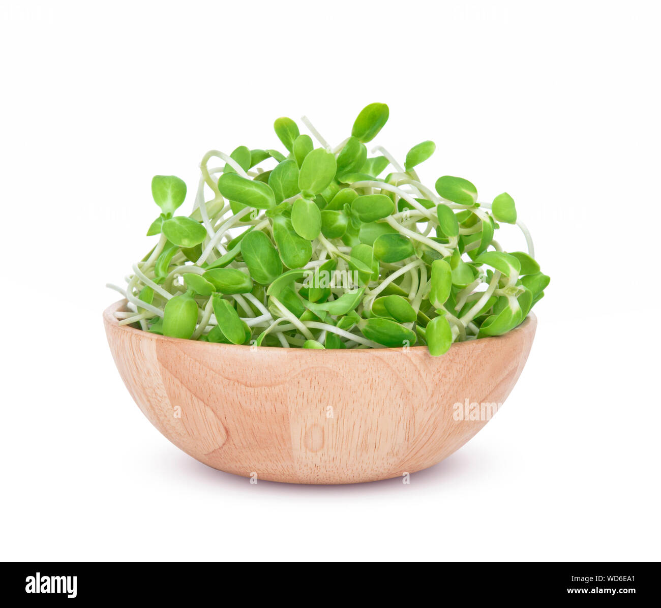 Sunflower seedlings hi-res stock photography and images - Alamy