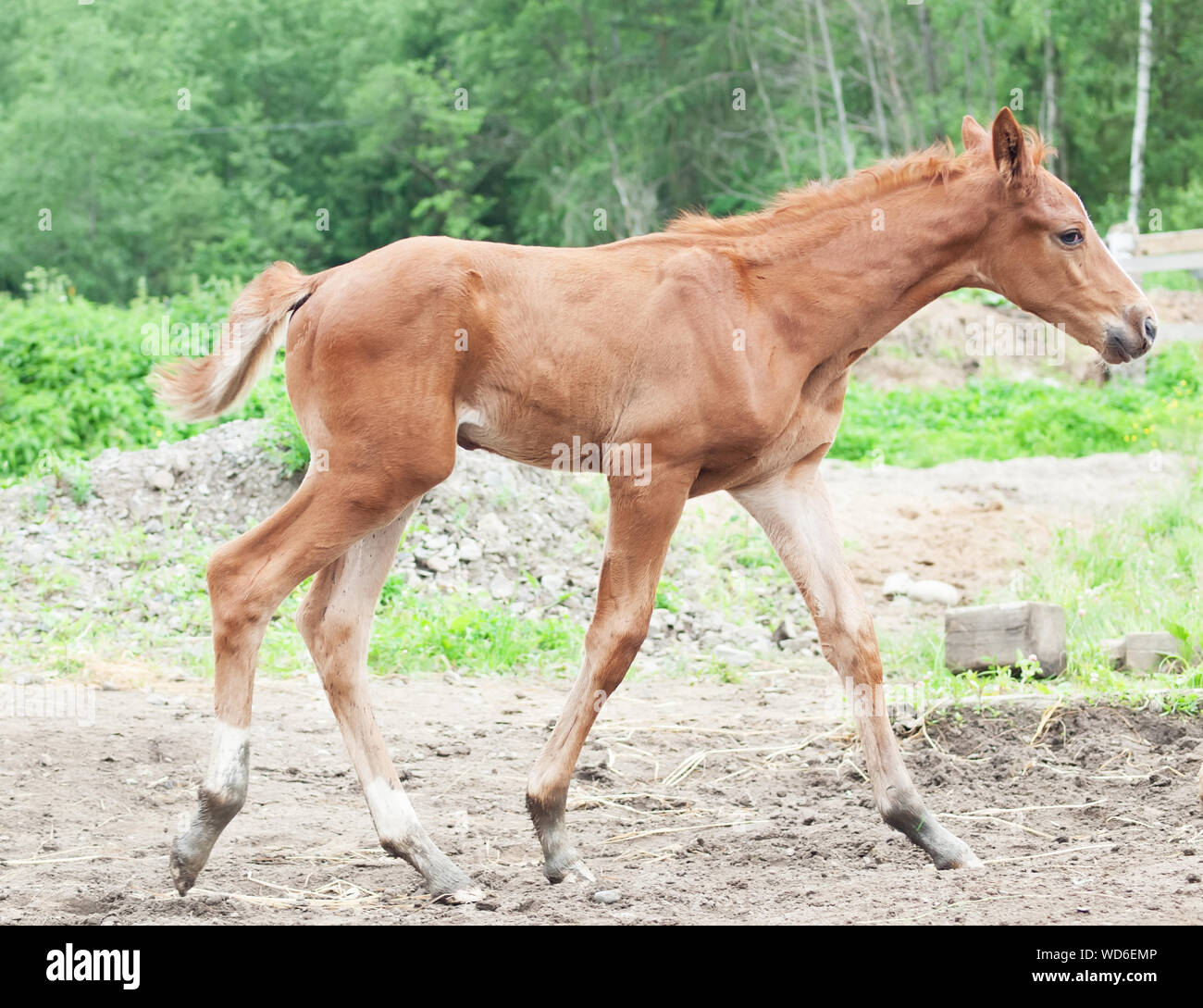 Profile or side view of foal hi-res stock photography and images - Alamy
