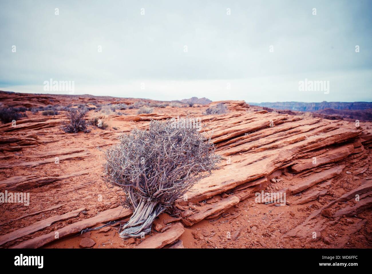 Dry bush hi-res stock photography and images - Alamy