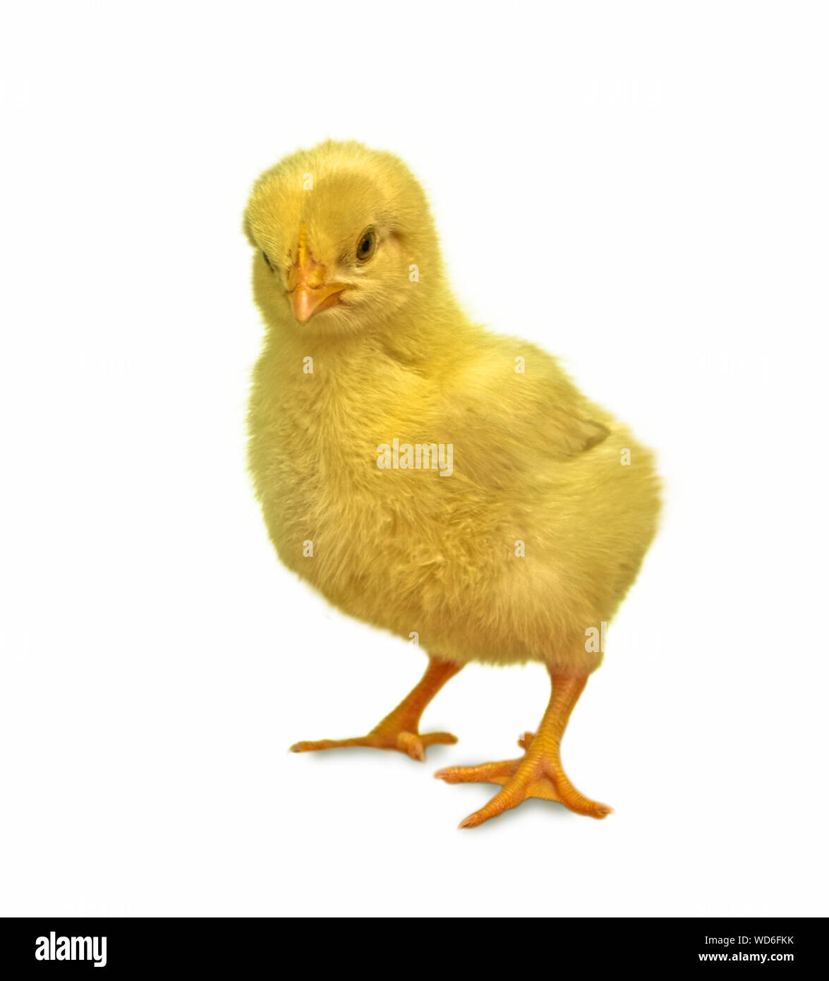 chick isolated on white background Stock Photo - Alamy