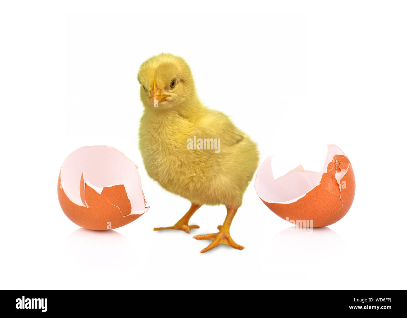 chick isolated on white background Stock Photo - Alamy
