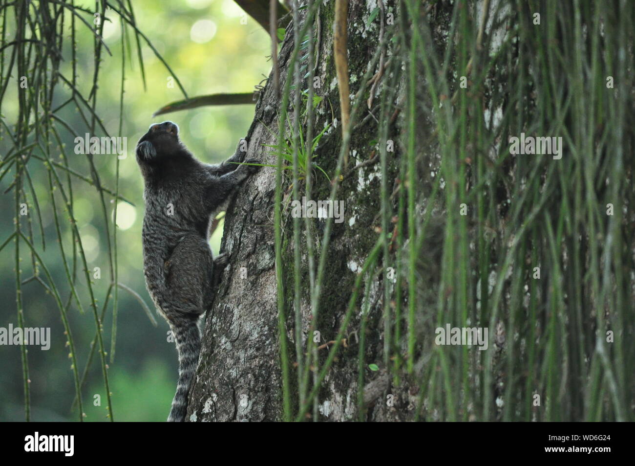 Tree climbing monkey hi-res stock photography and images - Alamy