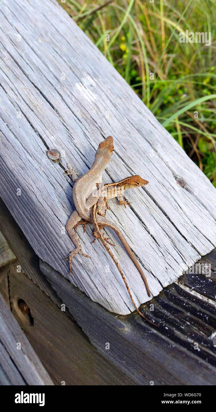 Lizards mating High Resolution Stock Photography and Images - Alamy