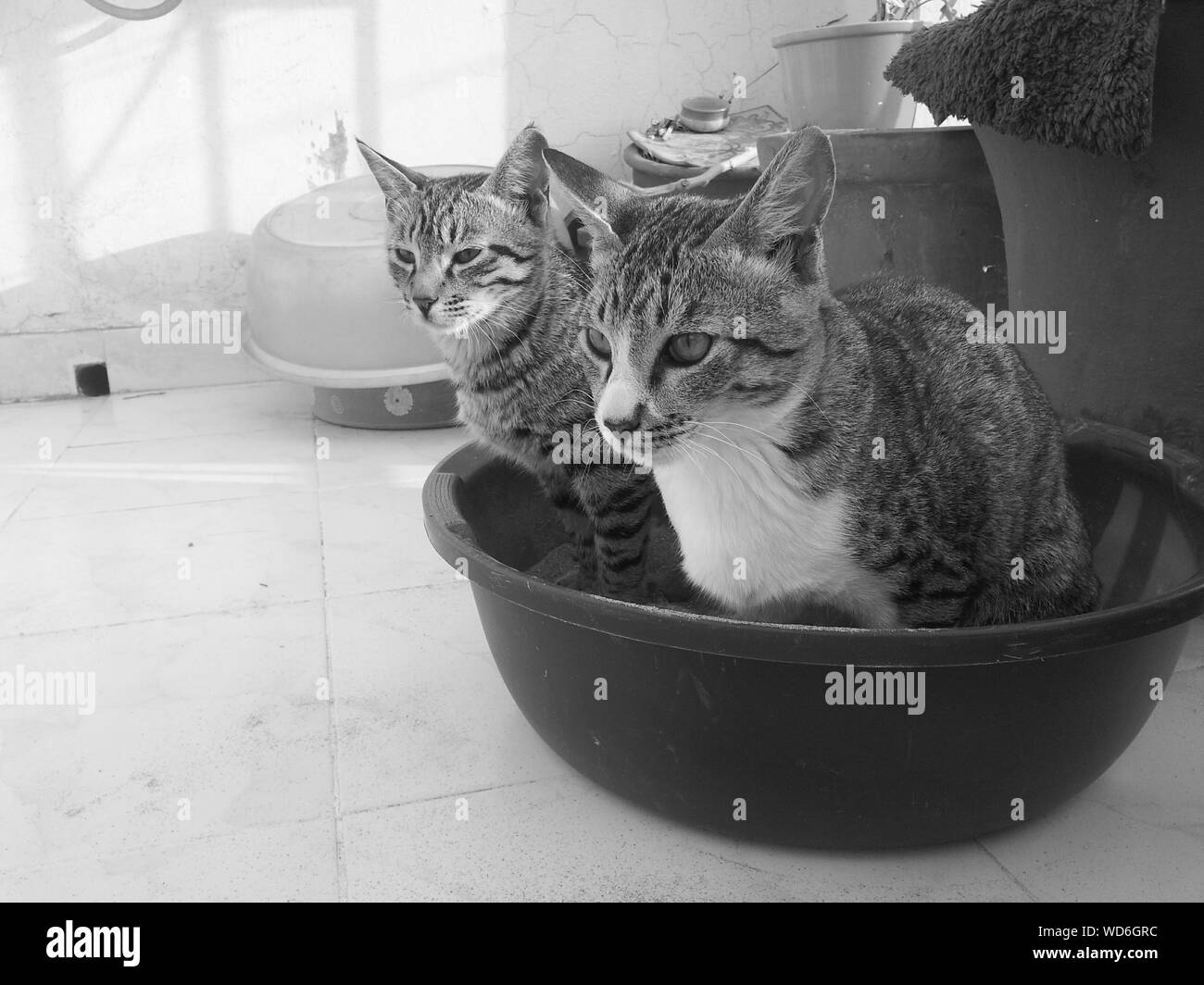 Two bucket Black and White Stock Photos & Images - Alamy