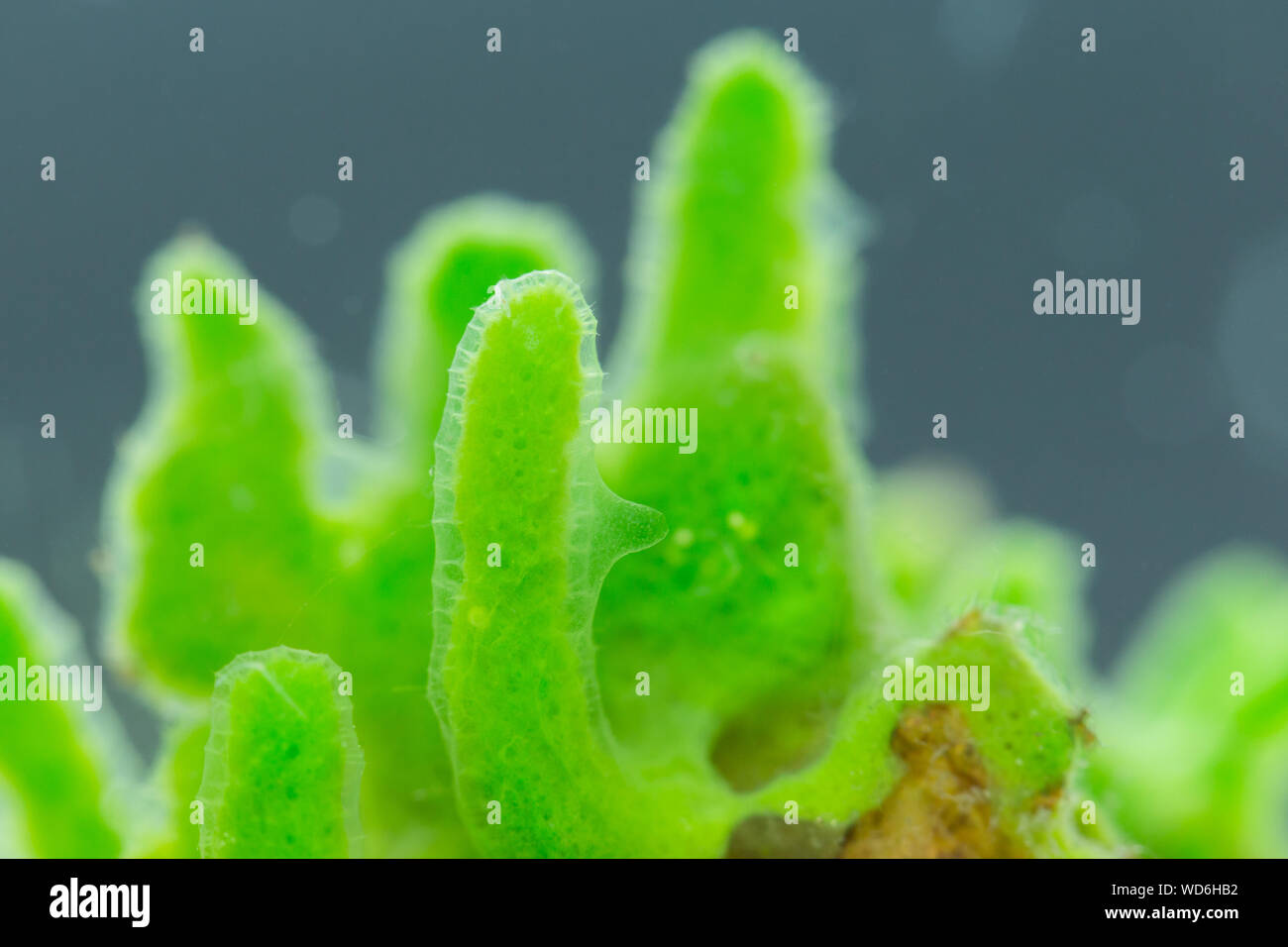 Freshwater sponge spongilla hi-res stock photography and images - Alamy