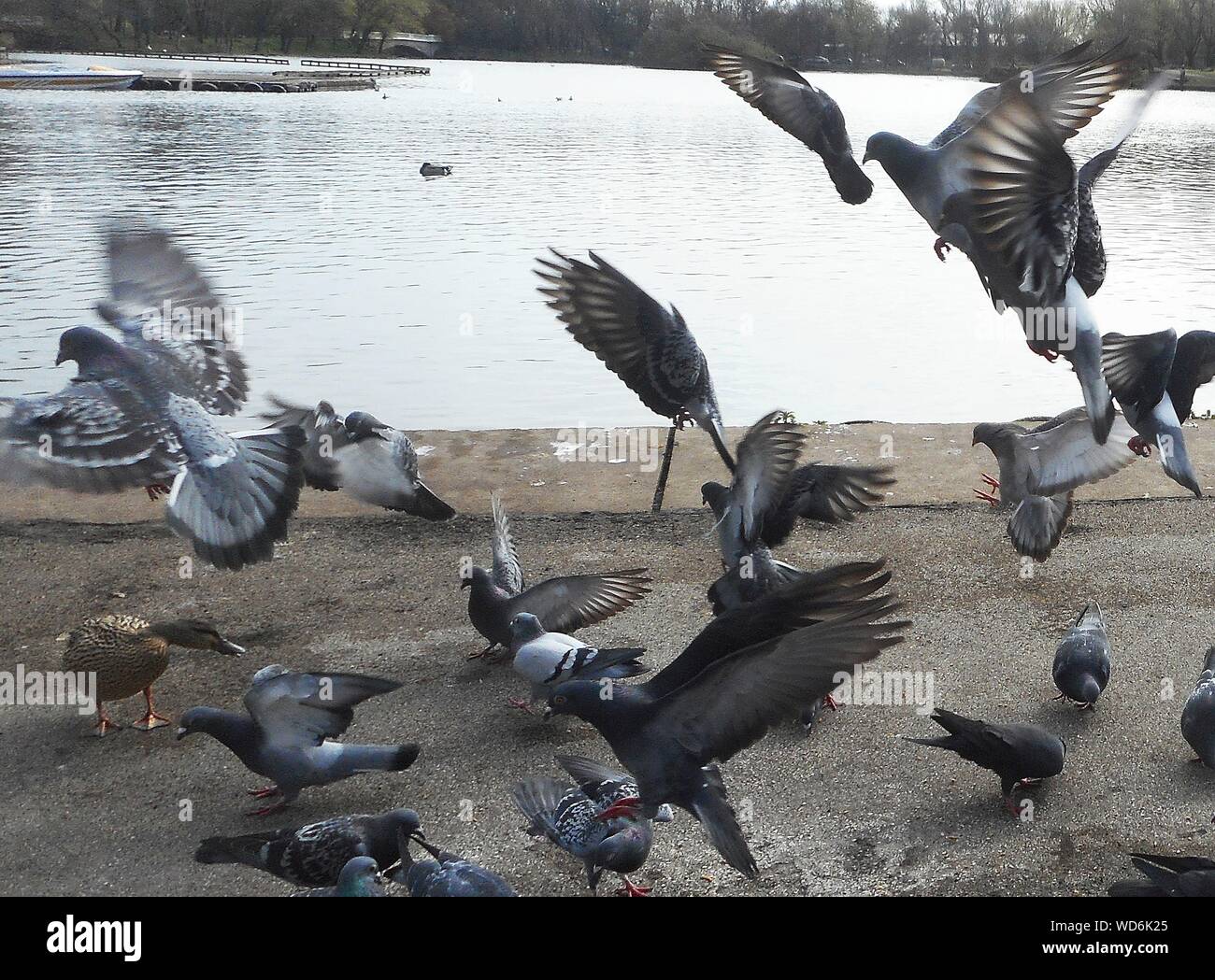 Pigeons flying hi-res stock photography and images - Alamy