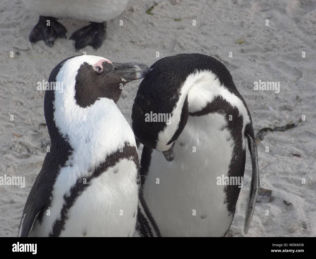 Penguins beach hi-res stock photography and images - Alamy