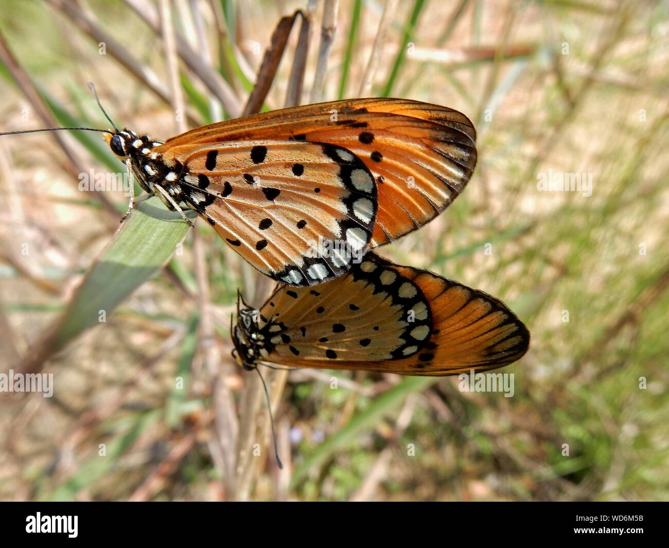 Male And Female Butterflies Mating High Resolution Stock Photography ...