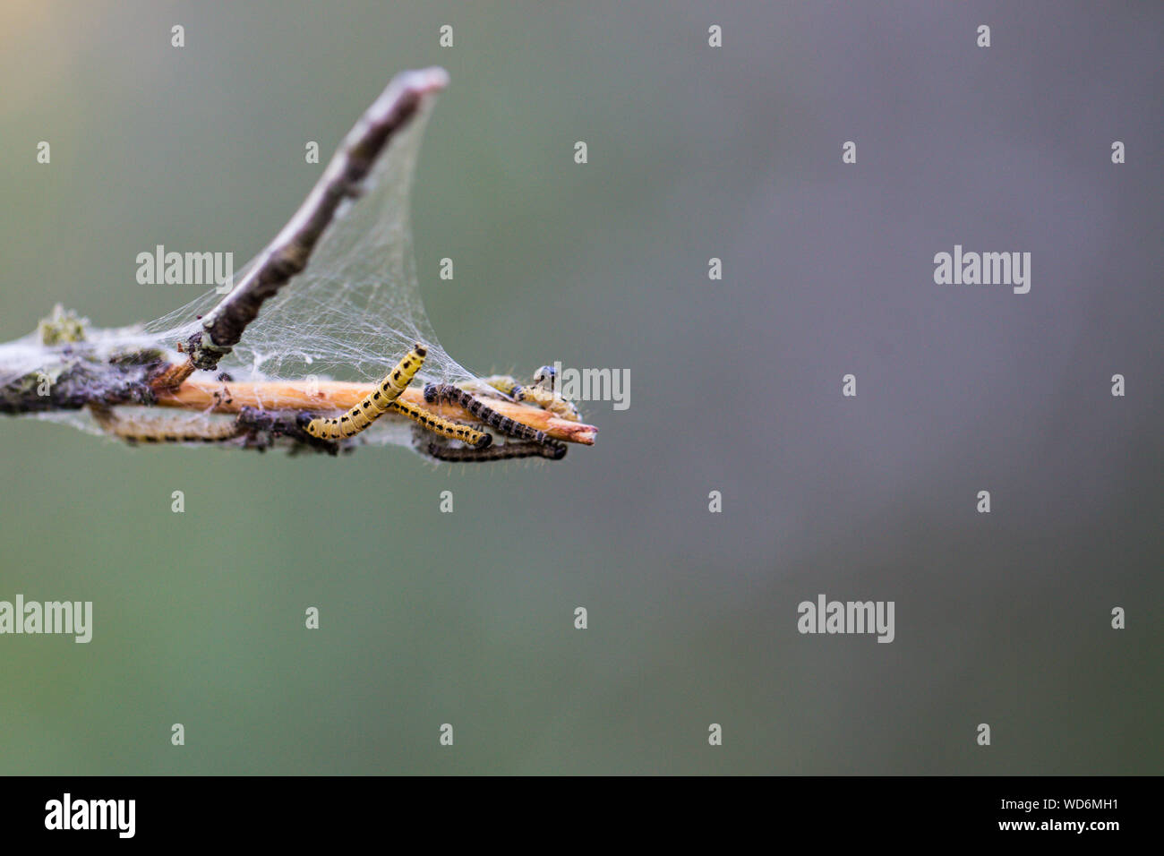 Group Of Spider In Web High Resolution Stock Photography and Images - Alamy