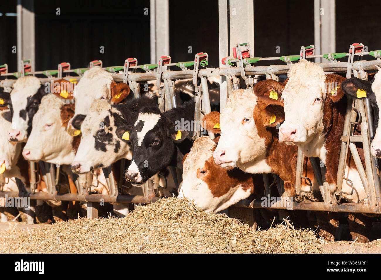 Sunlight in barn with feeding cows hi-res stock photography and images ...