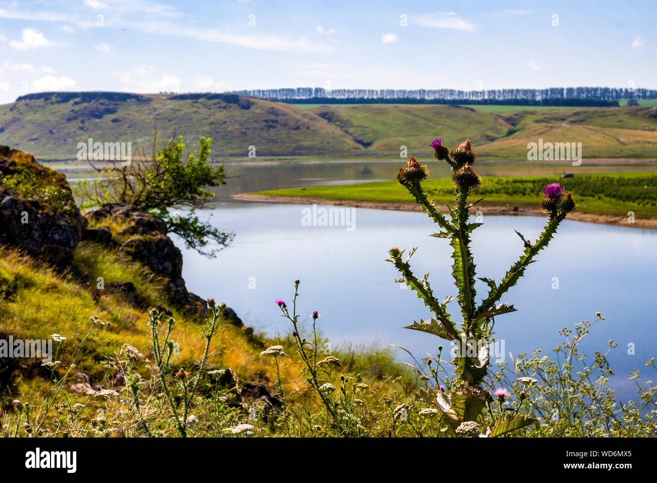 Plants growing wild hi-res stock photography and images - Alamy