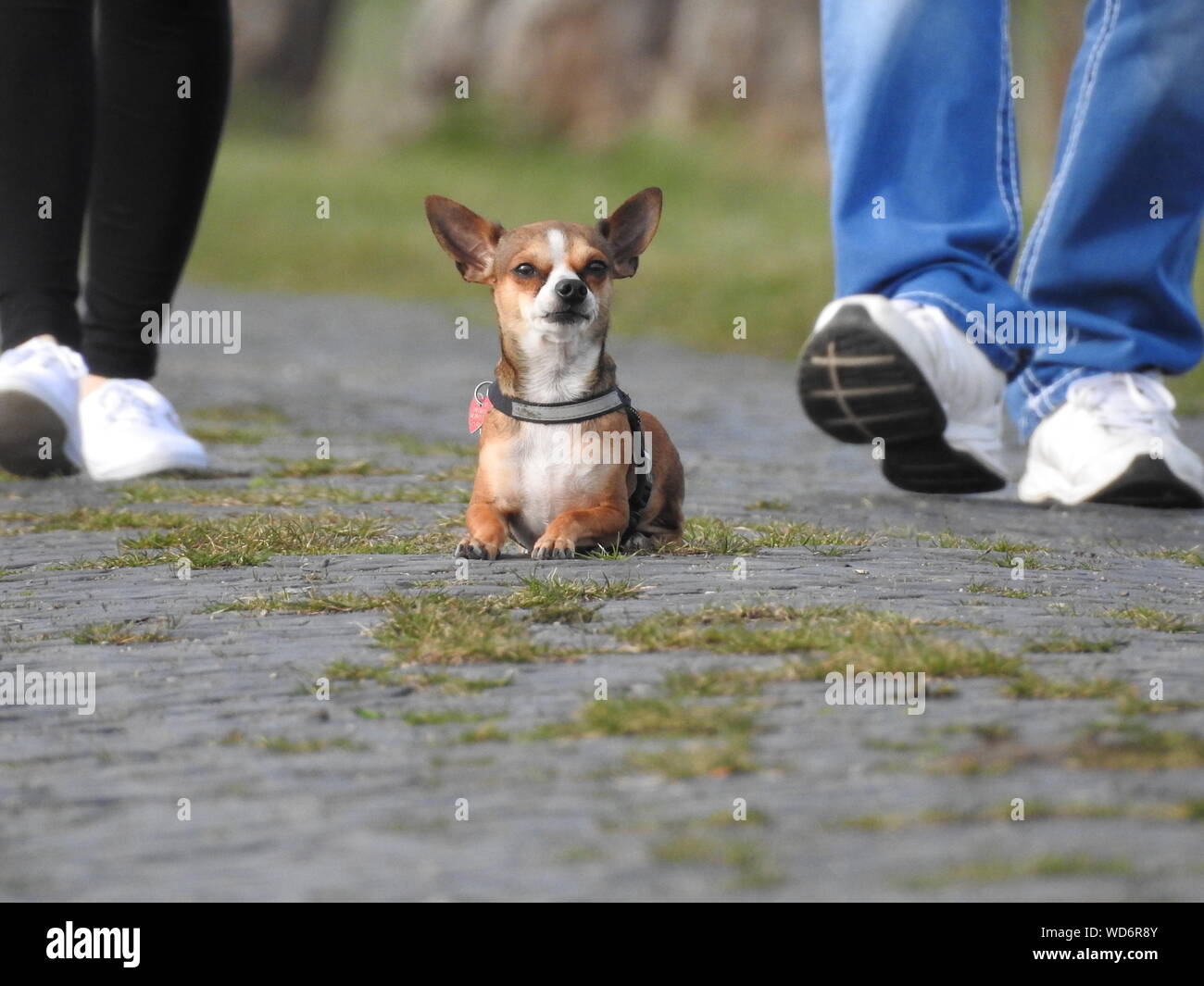 Stroll with a dog hi-res stock photography and images - Alamy