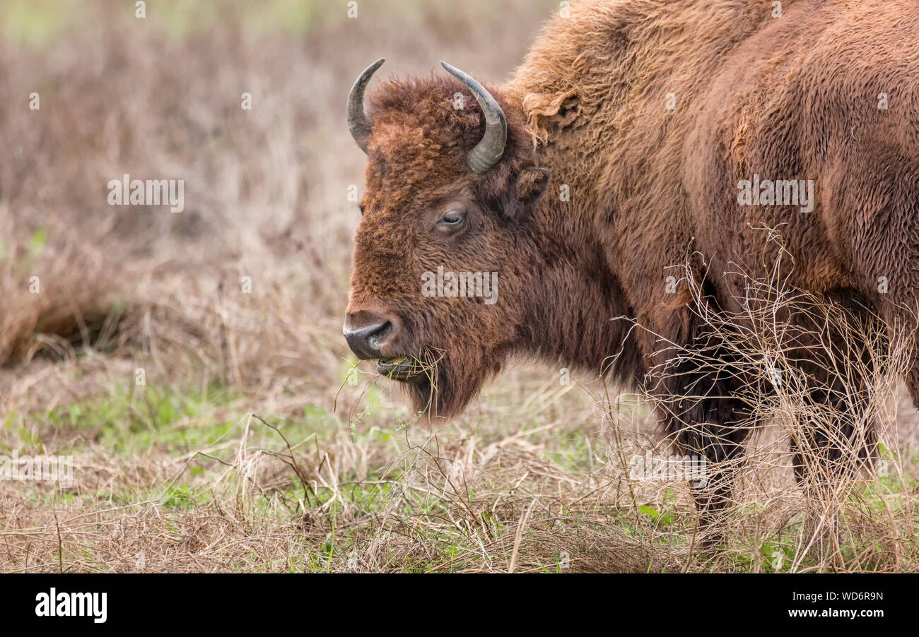 Bison bison bison eye close up hi-res stock photography and images - Alamy