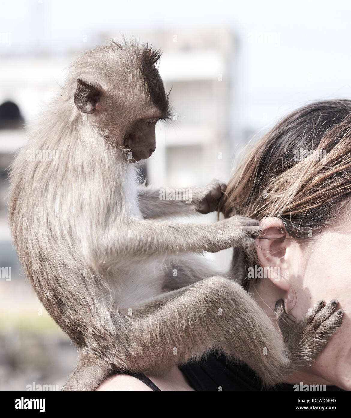 Monkey on the shoulder hi-res stock photography and images - Alamy