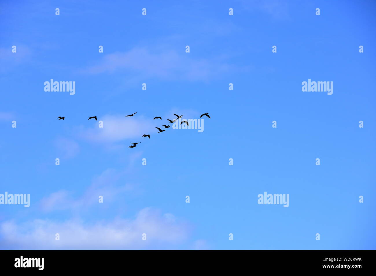 Flock of birds flying in the V-formation Stock Photo - Alamy