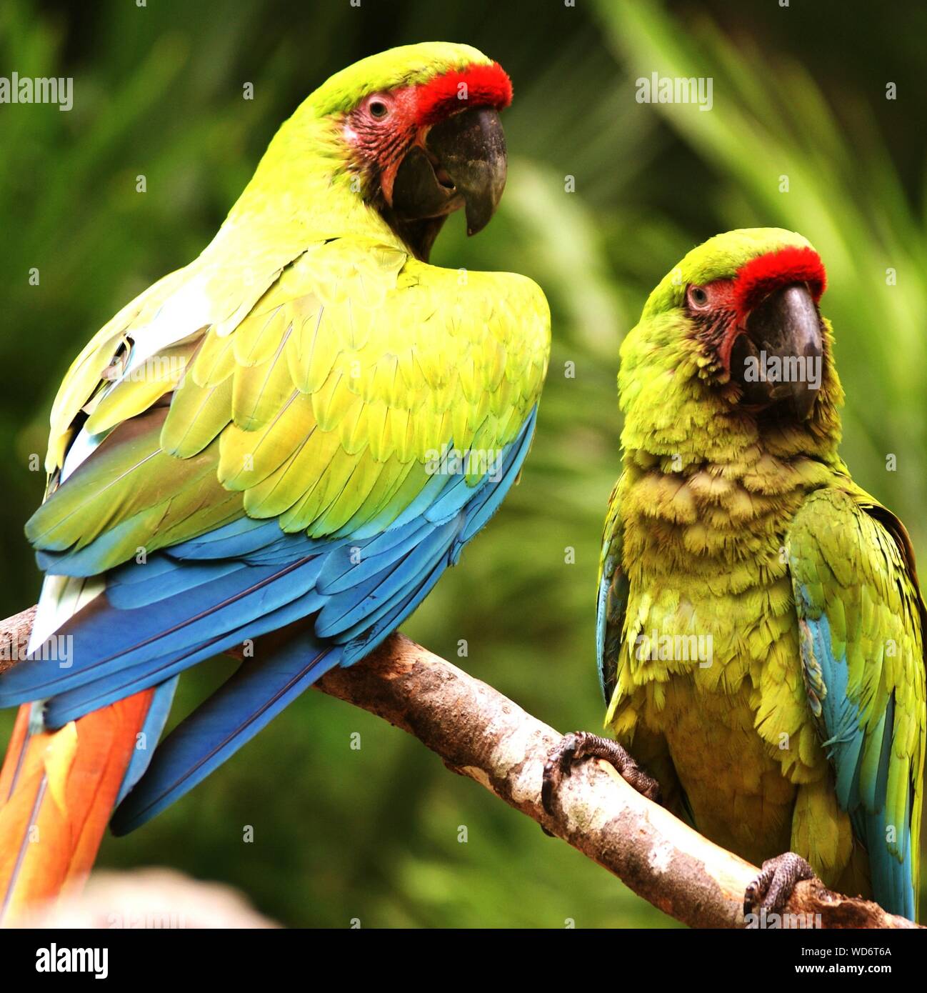 Parrots in zoo hi-res stock photography and images - Alamy