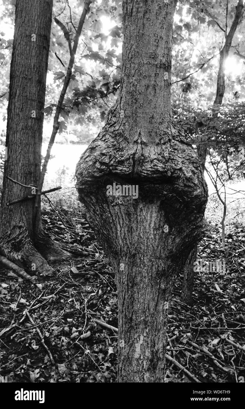 Broken tree trunks Black and White Stock Photos & Images - Alamy