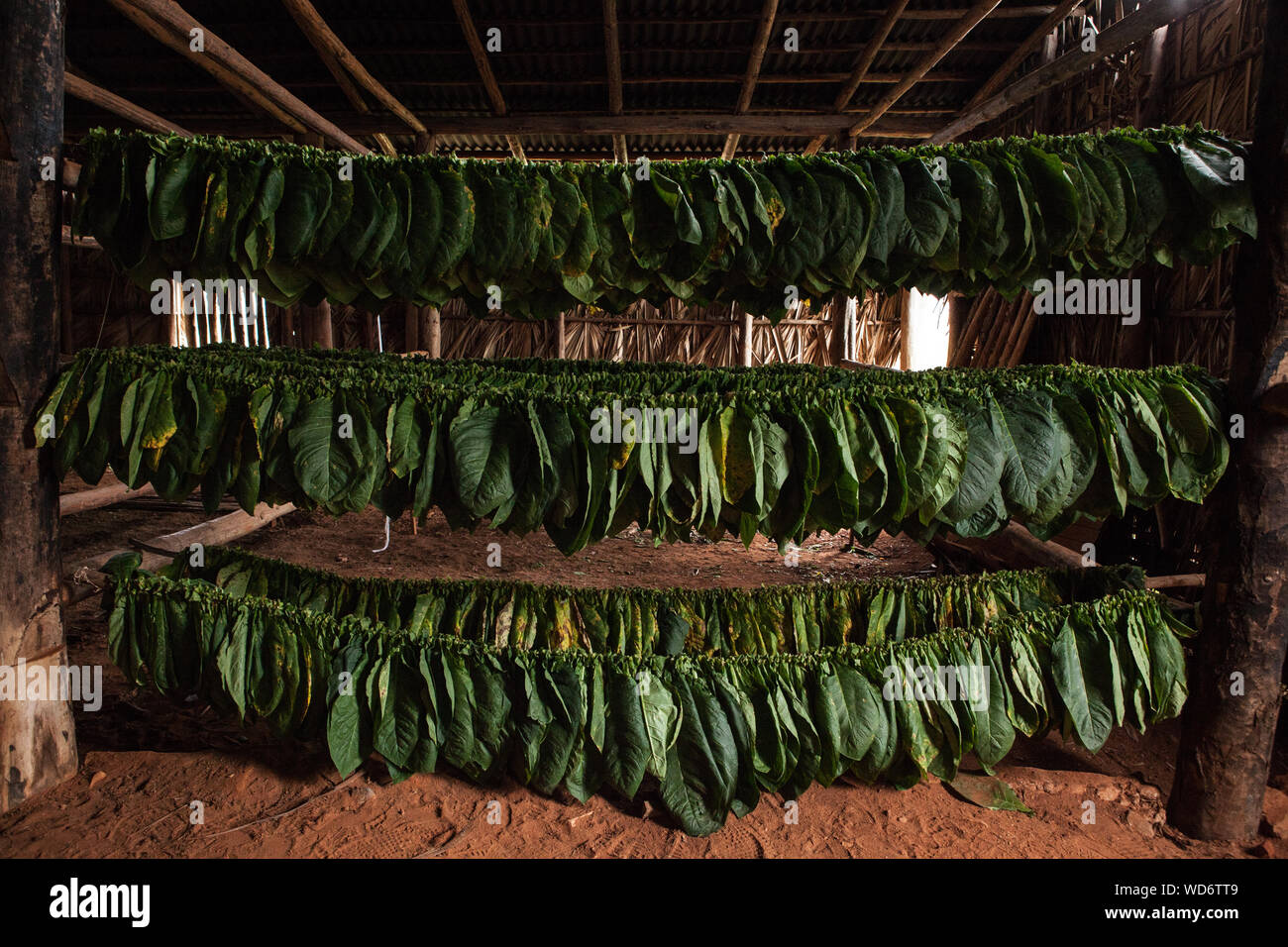 Drying tobacco leaf hi-res stock photography and images - Alamy