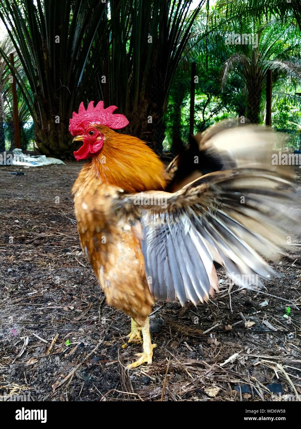 Chicken flapping hi-res stock photography and images - Alamy