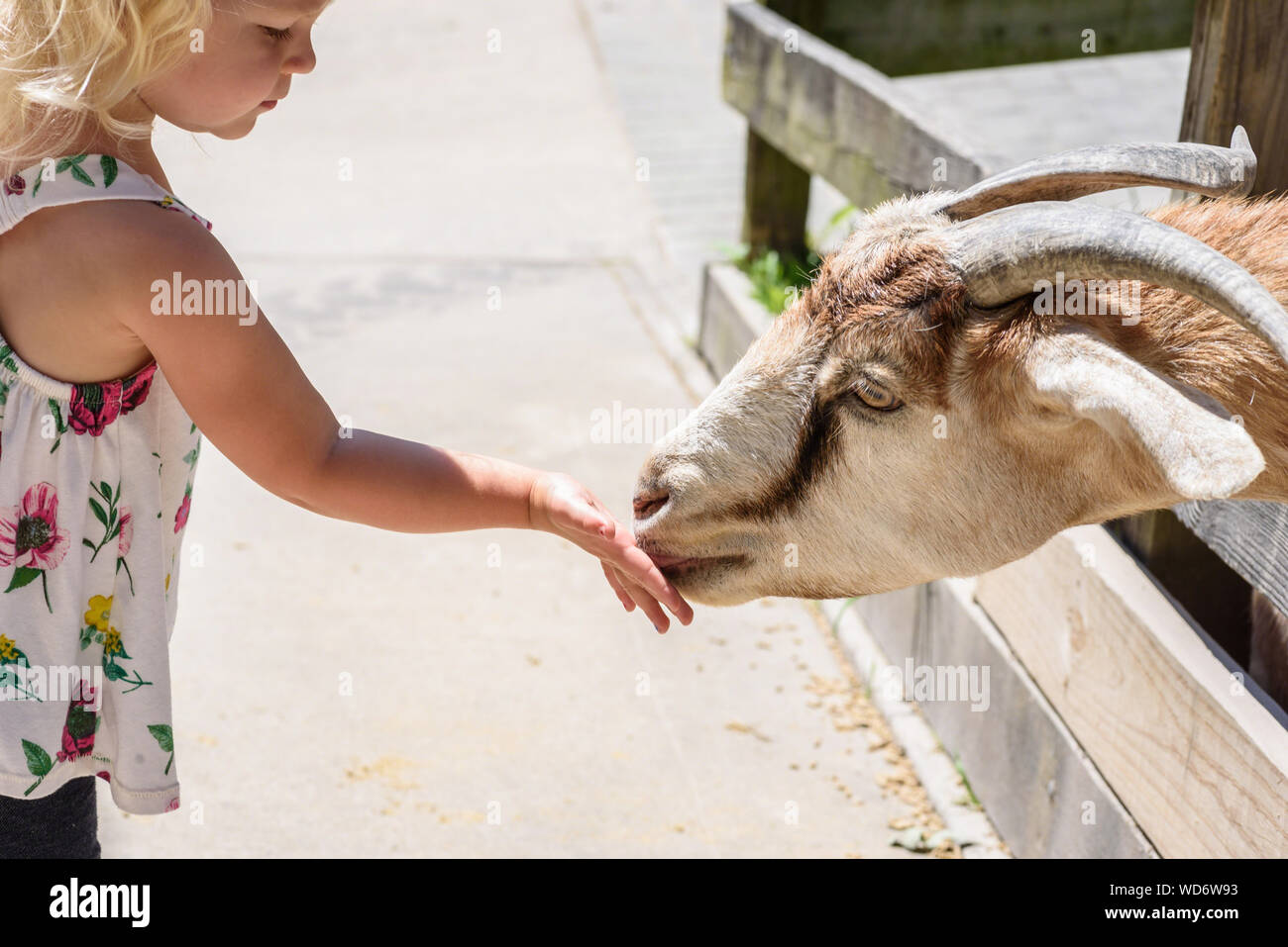 Girl with goat hi-res stock photography and images - Alamy