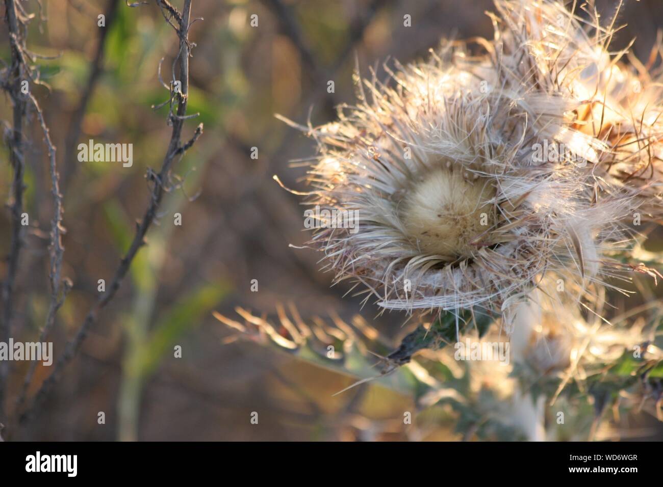 Dead flower in nature hi-res stock photography and images - Alamy
