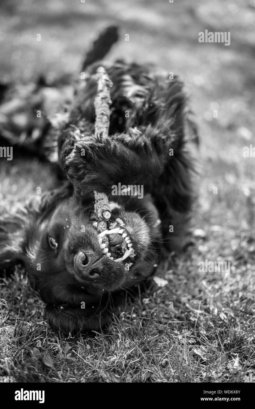 Dog biting stick hi-res stock photography and images - Alamy
