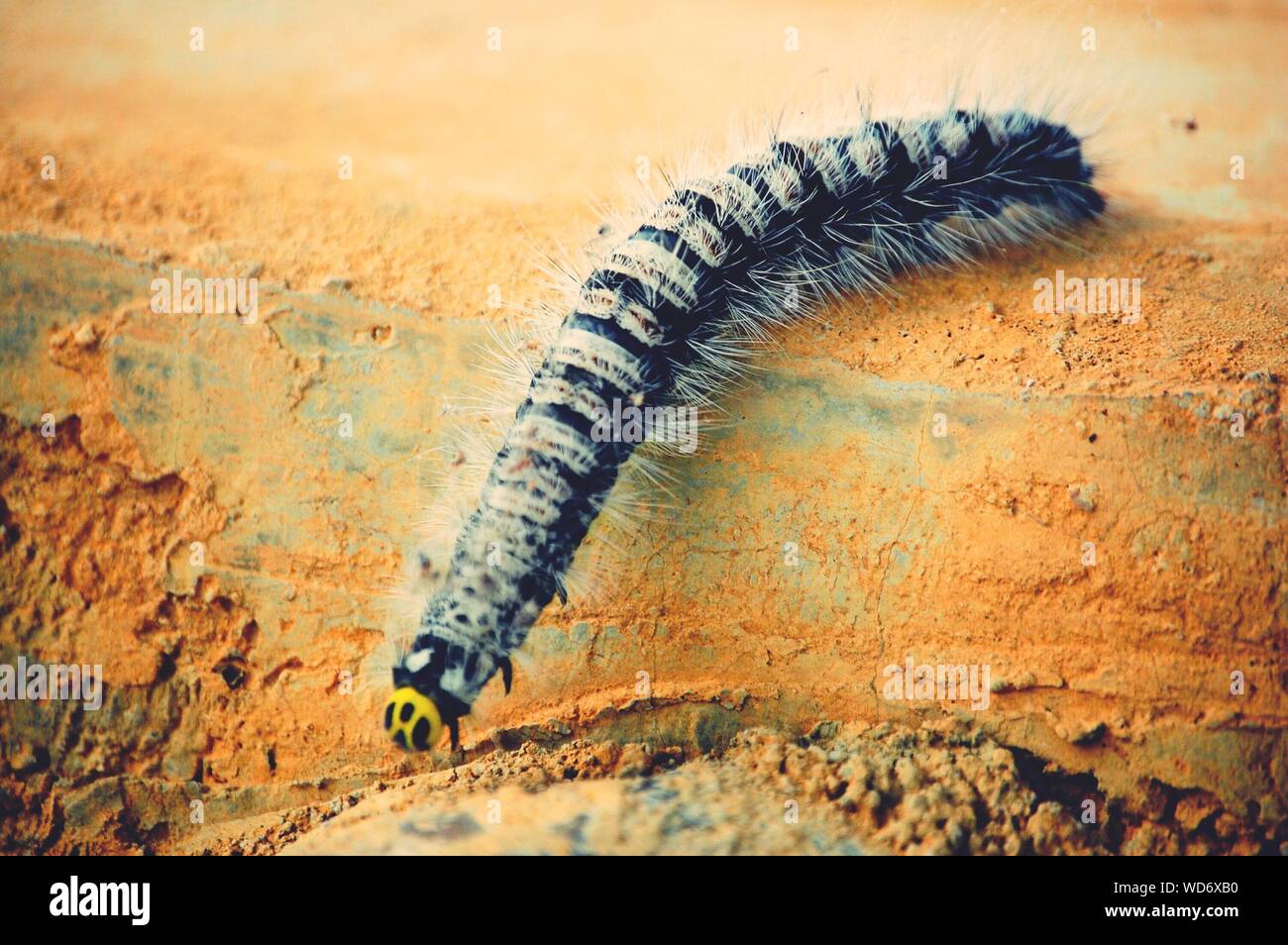 Ground caterpillar hi-res stock photography and images - Alamy