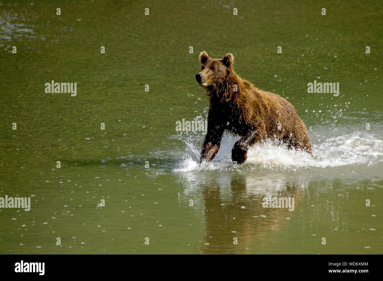 Grizzly bear running in water hi-res stock photography and images - Alamy