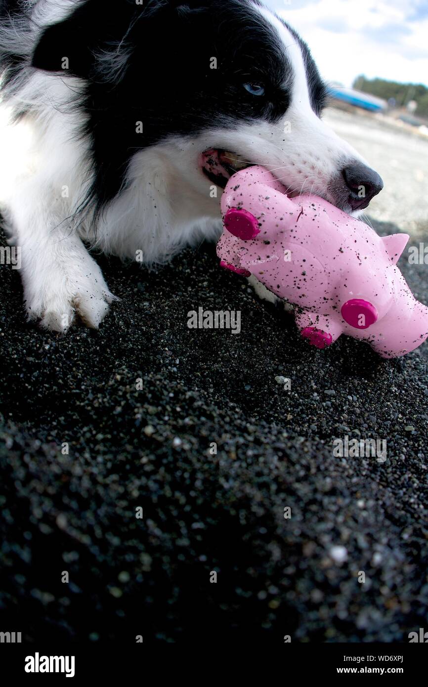 Pink border collie hi-res stock photography and images - Alamy