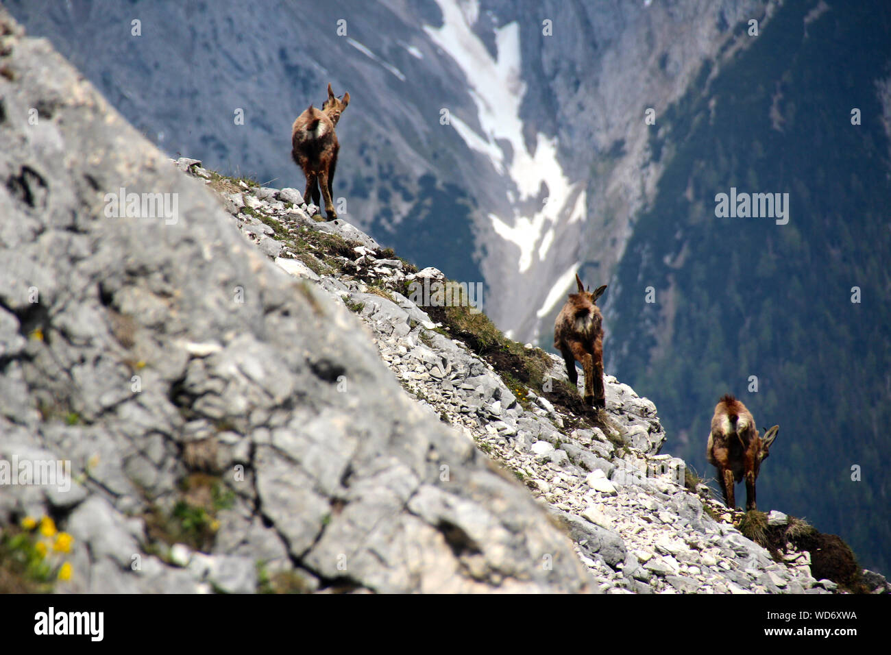 Three mountain goats hi-res stock photography and images - Alamy