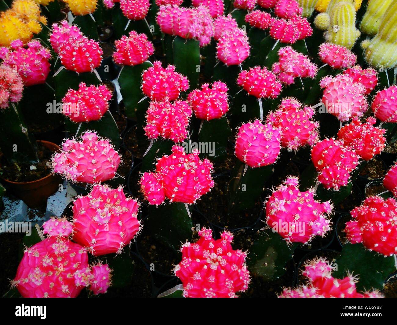 Colored cactus hi-res stock photography and images - Alamy