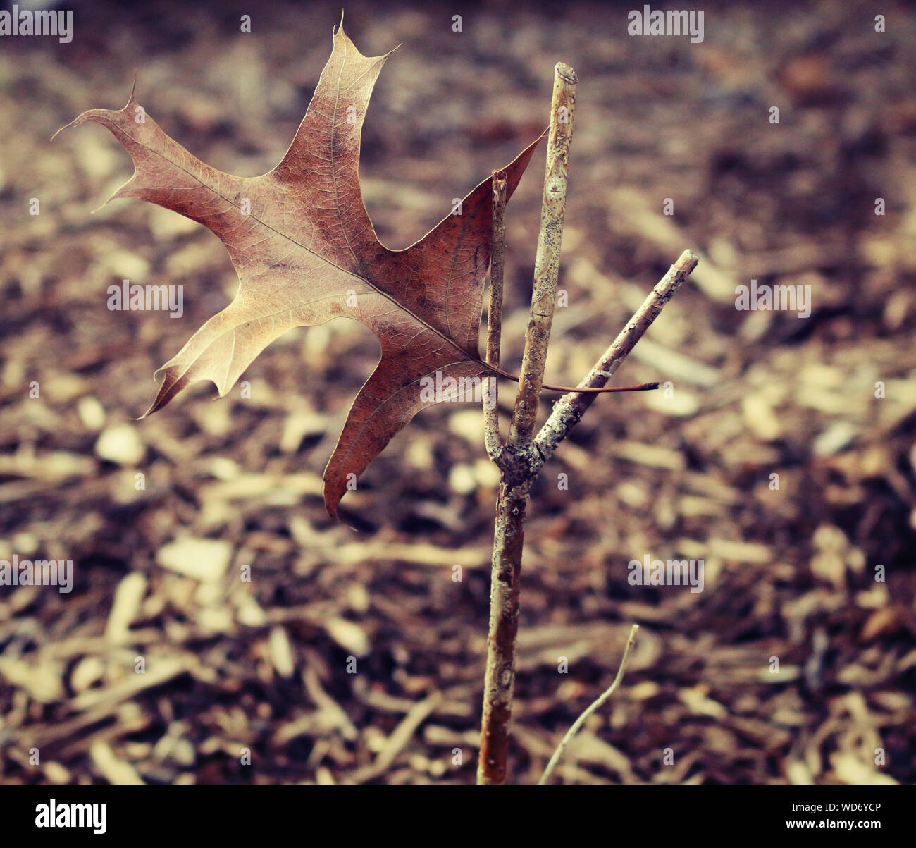 Dead leaf pattern hi-res stock photography and images - Alamy