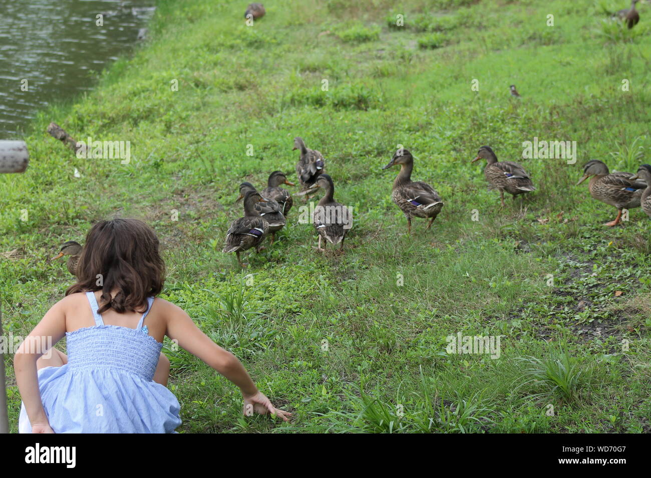 Ducklings grass hi-res stock photography and images - Alamy