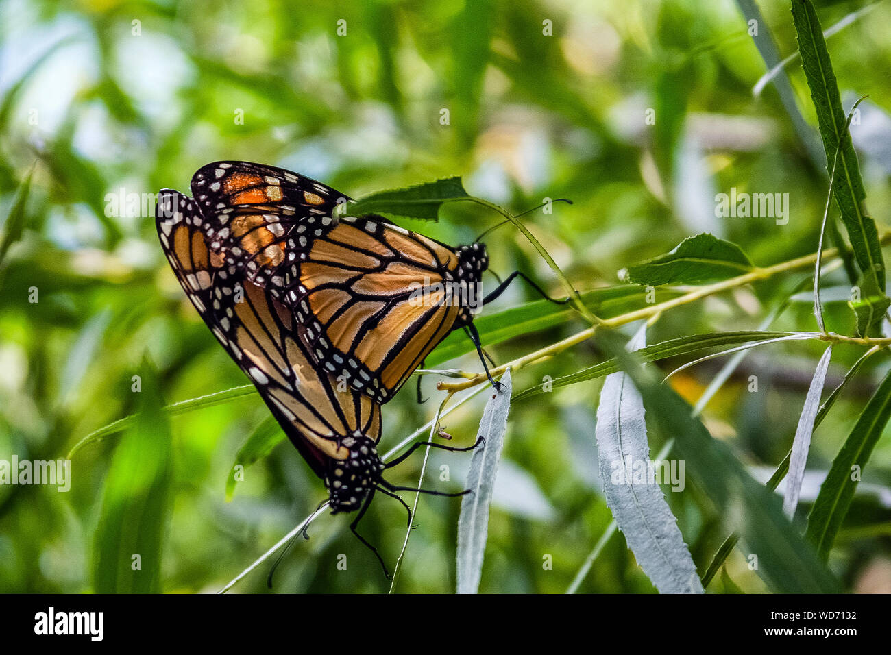 Two Monarch Butterflies High Resolution Stock Photography and Images ...