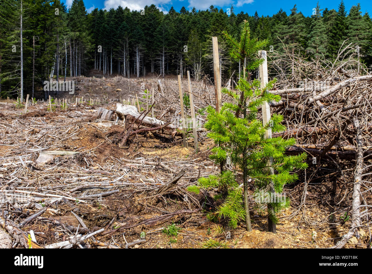 Reforestation hi-res stock photography and images - Alamy