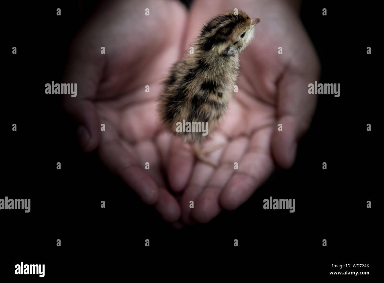 Holding Bird Palm High Resolution Stock Photography and Images - Alamy