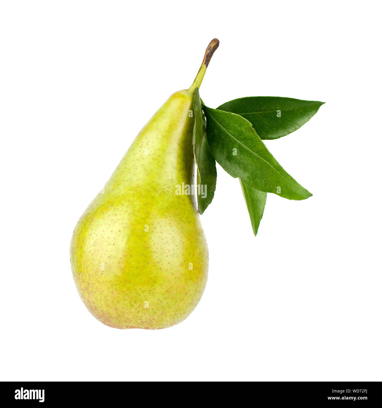 Conference pear with branch of green leaves on white background ...
