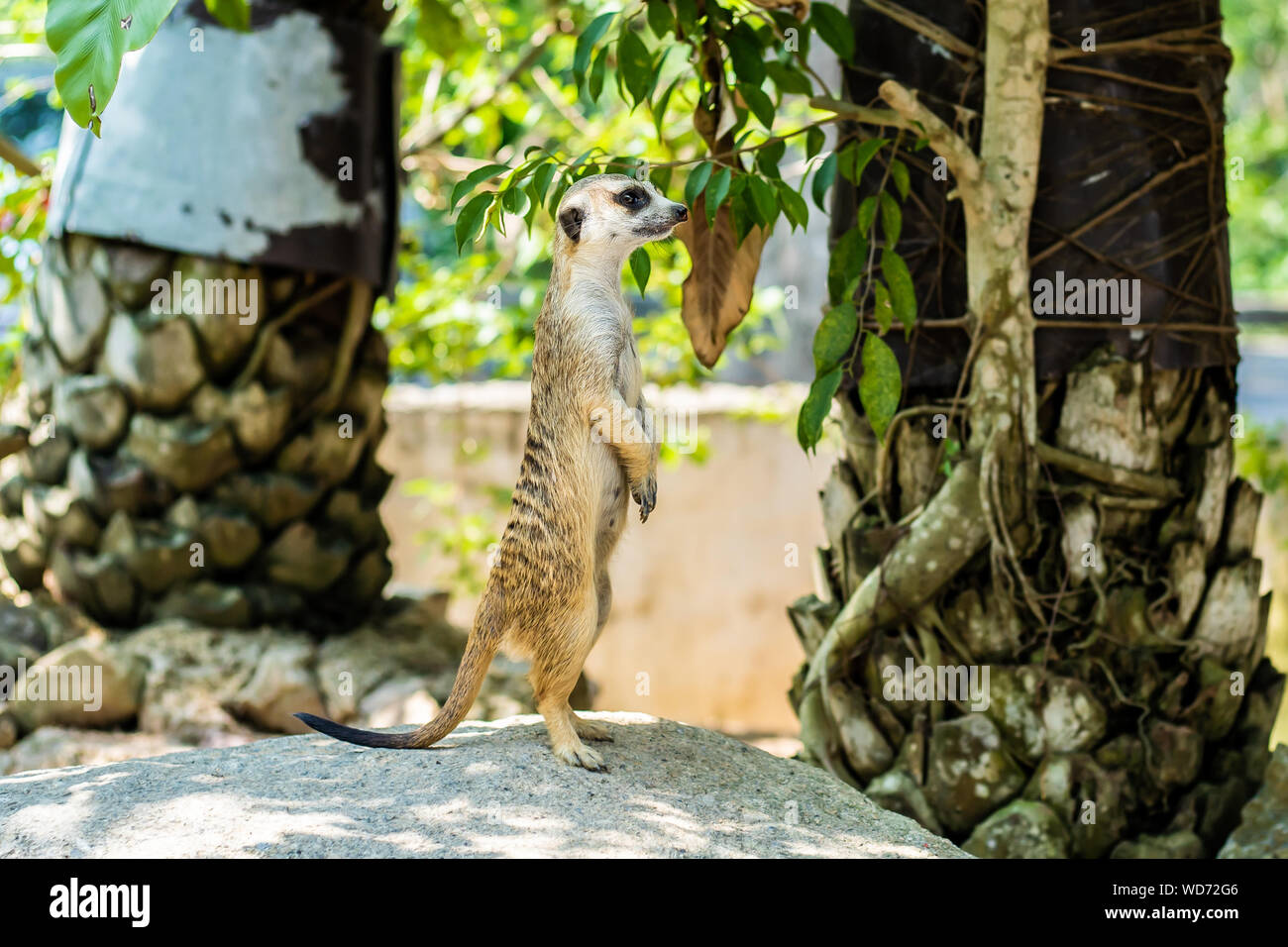 Sweet Mongoose. The concept of animals in the zoo Stock Photo - Alamy
