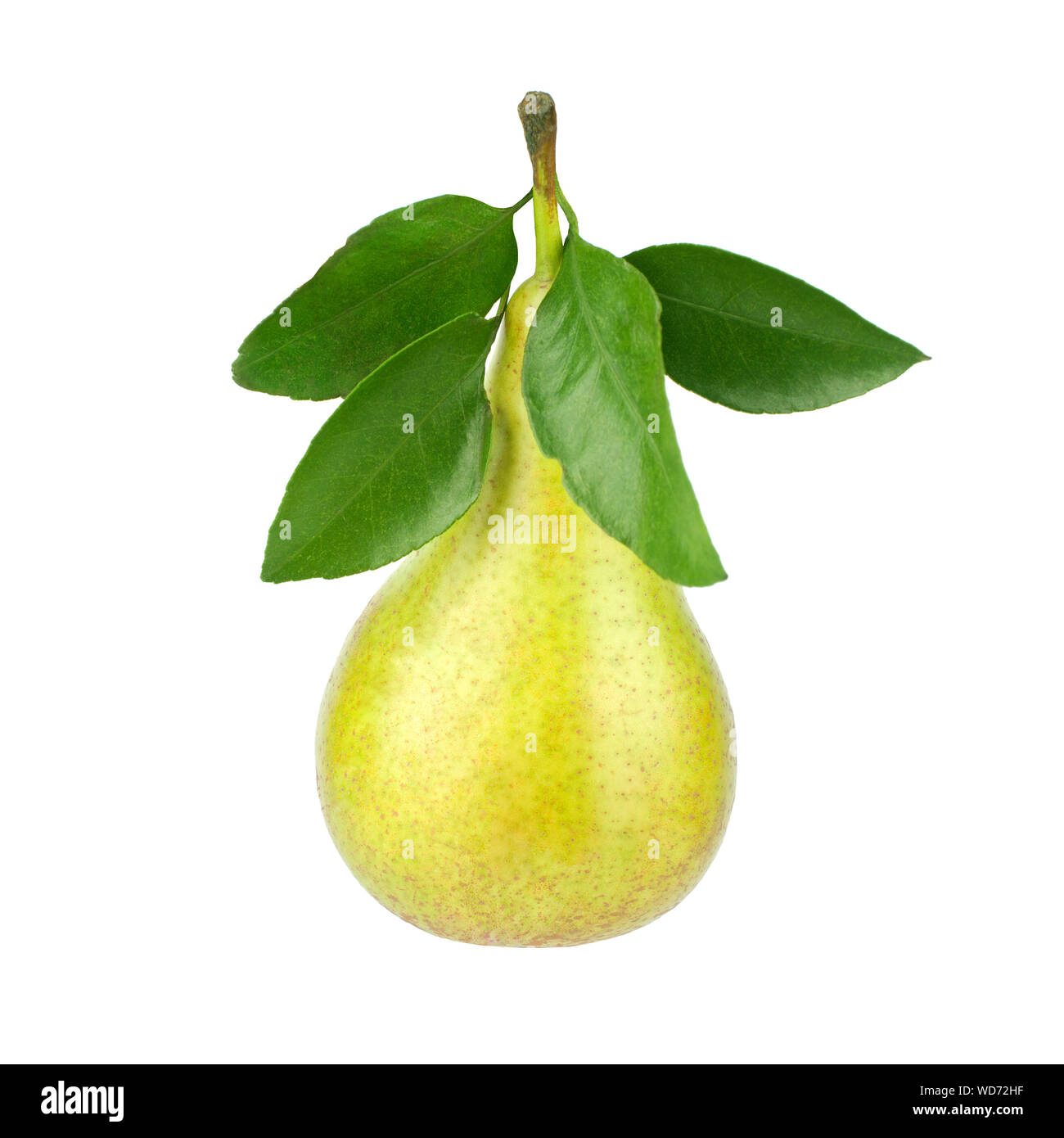 Conference pear with branch of green leaves on white background ...