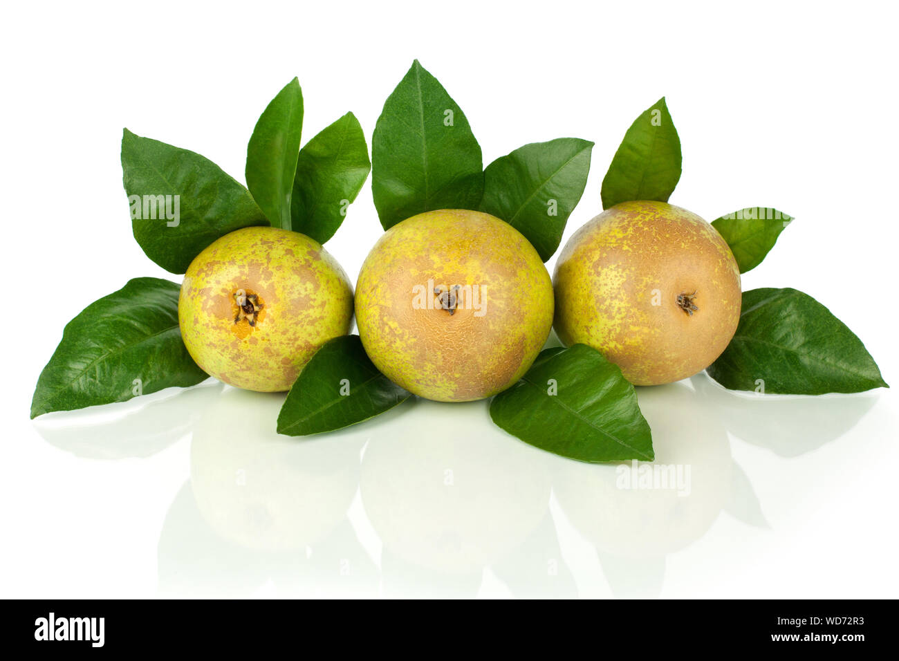 Three pears with a lot of green leaves on white background isolated ...