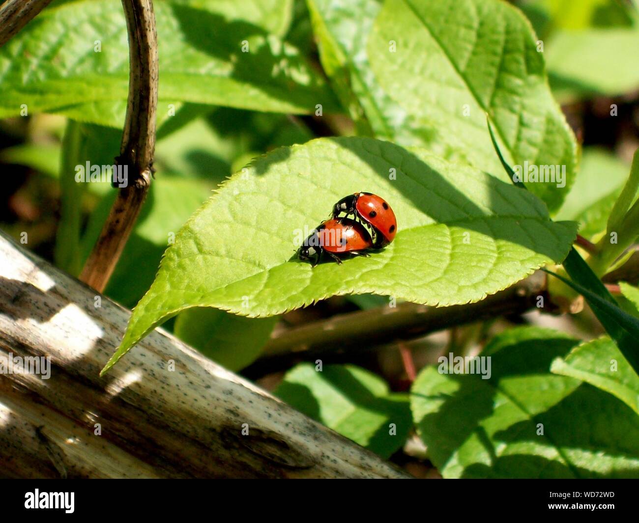 Red spotted beetles hi-res stock photography and images - Alamy