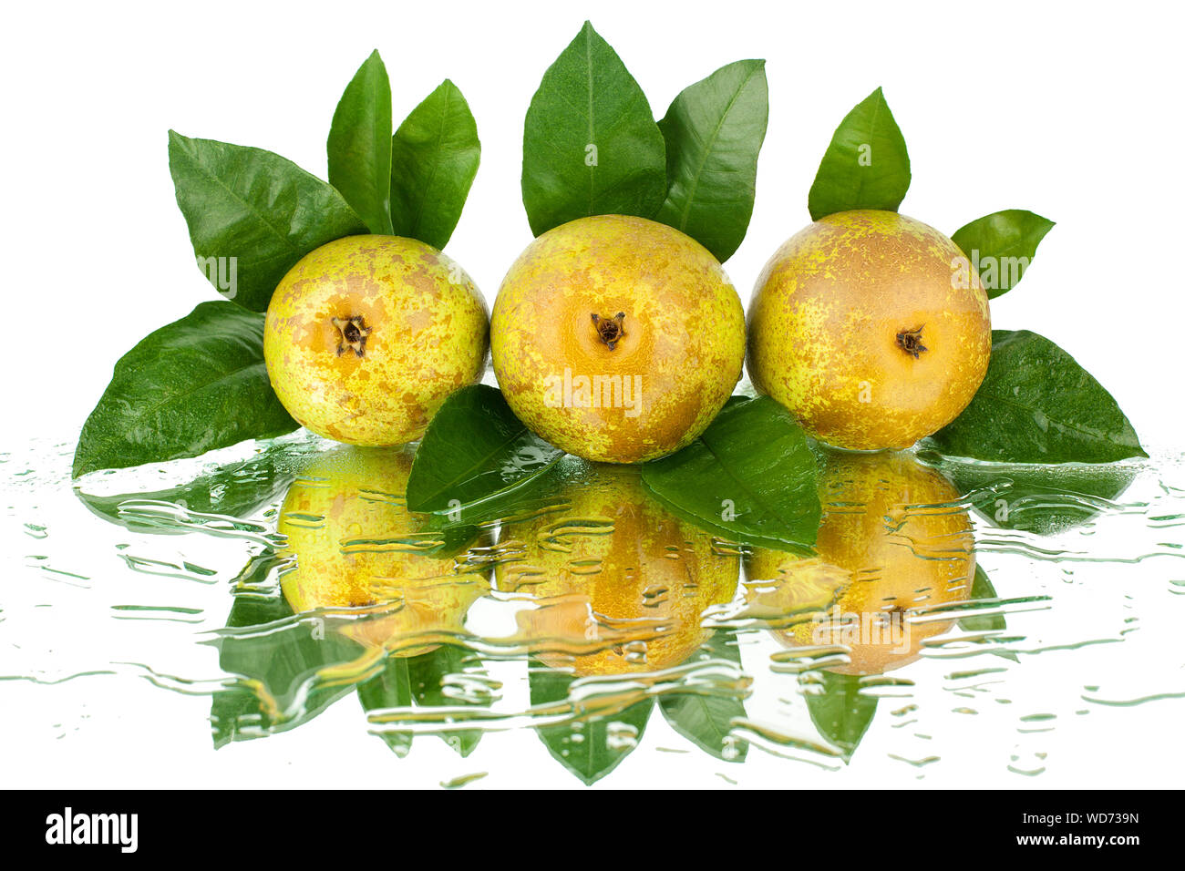 Three pears with a lot of green leaves on white background with water ...