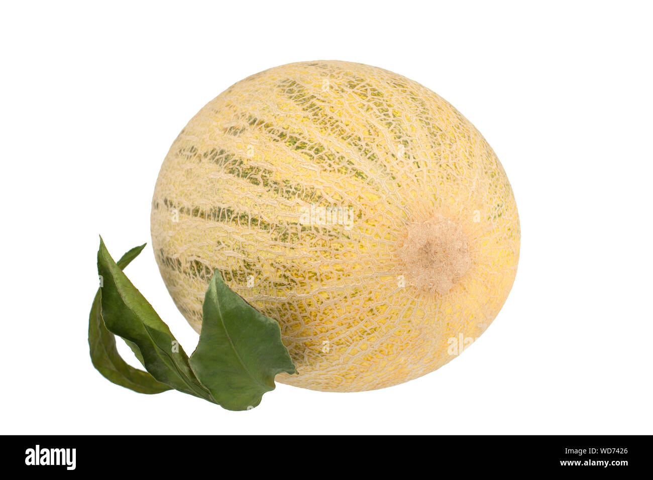 Melon Leaves High Resolution Stock Photography and Images - Alamy