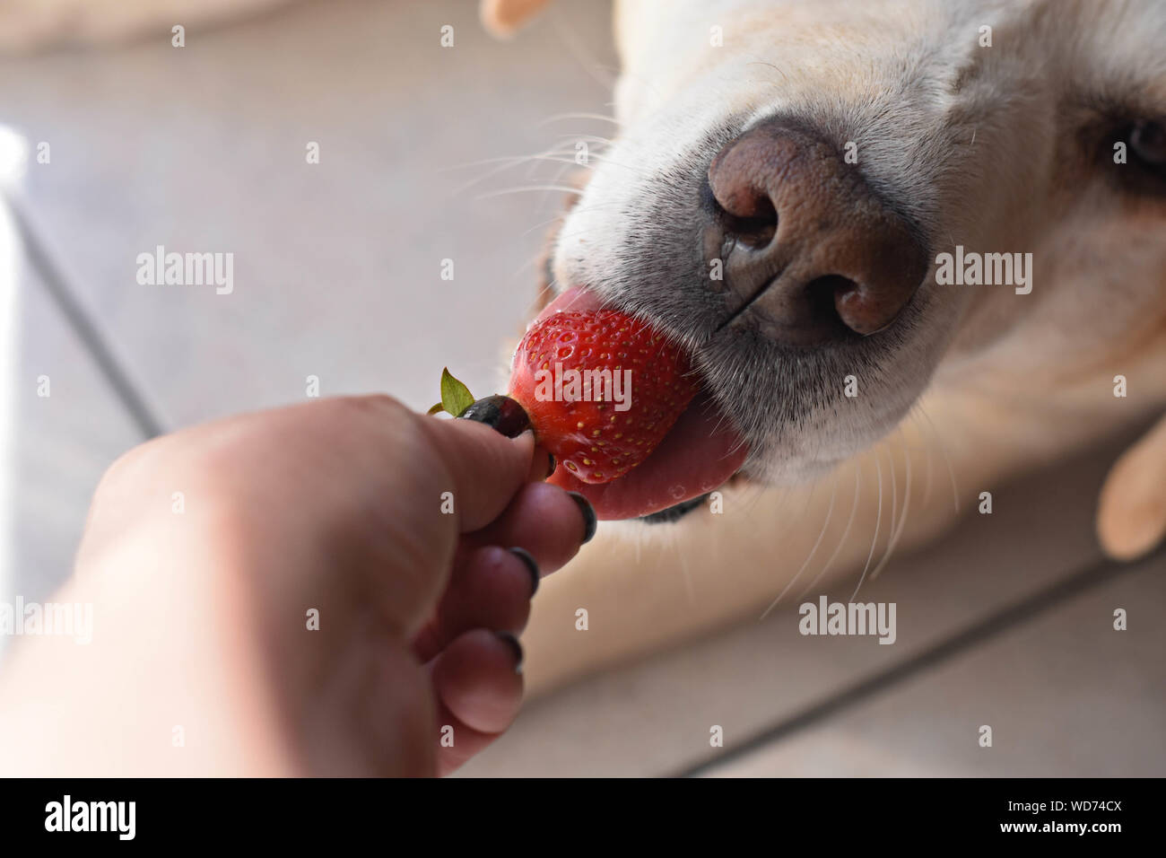White Labrador retriever dog eating a strawberry fruit from owners hand ...