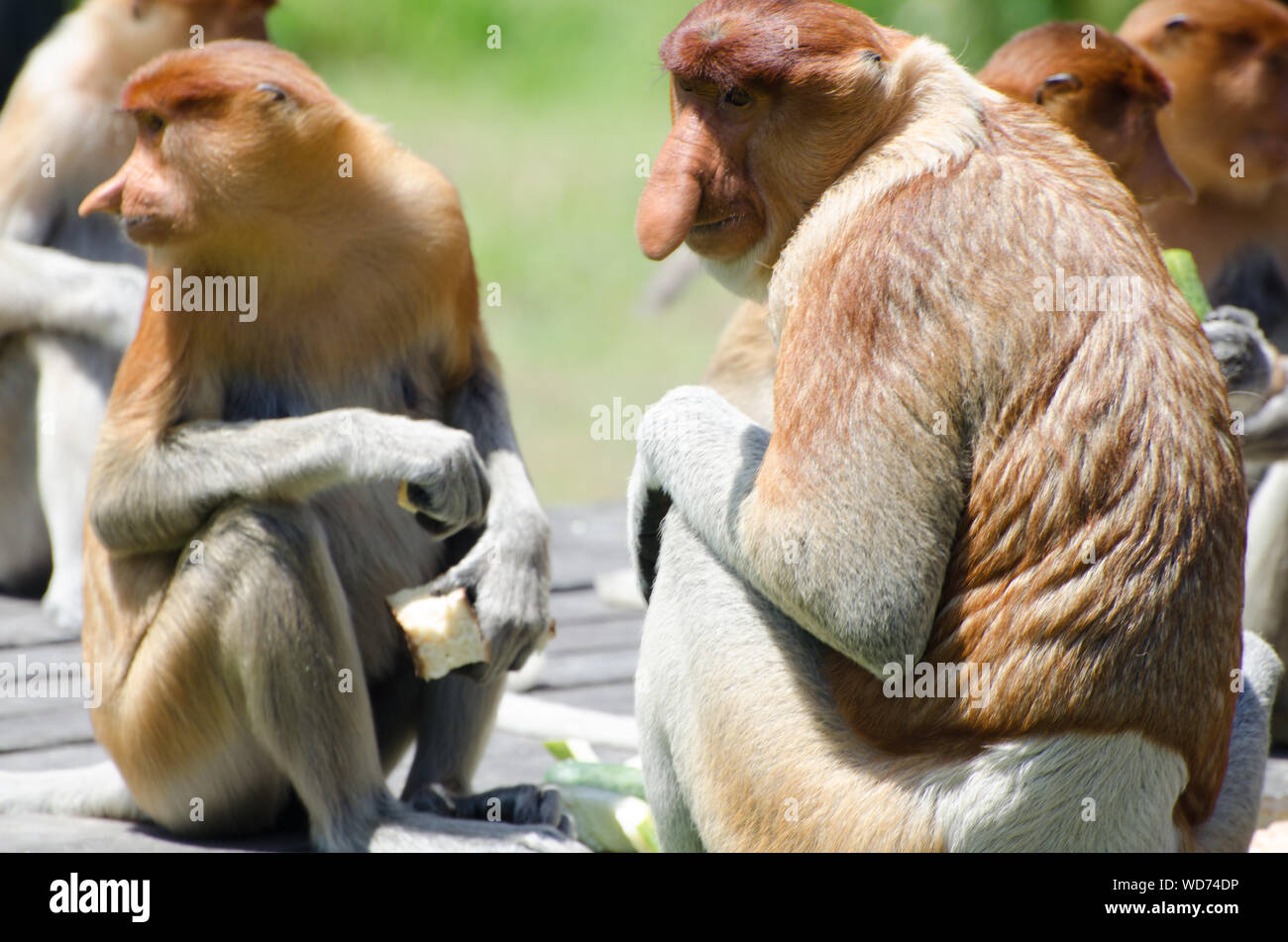 Monkeys drink hi-res stock photography and images - Alamy