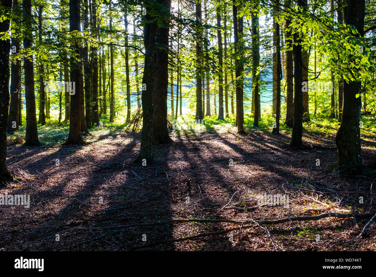 Sun rays trough deciduous trees taken in the morning in Mont Pilat ...