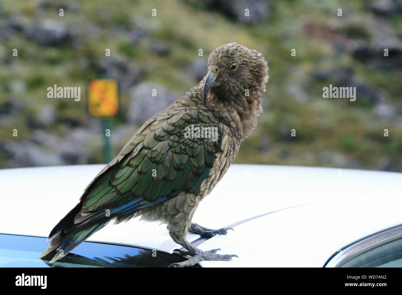Kea close up hi-res stock photography and images - Alamy