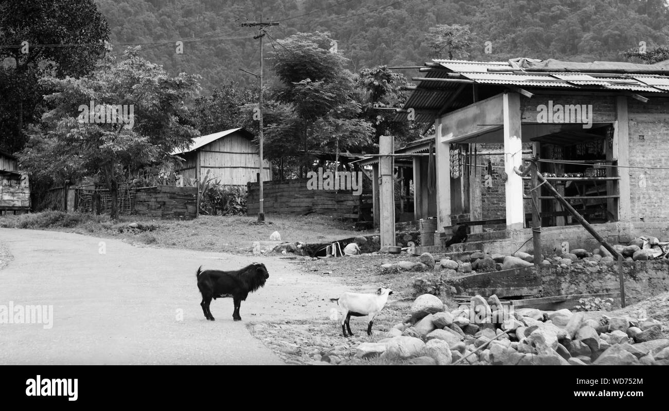 Animal on the road hi-res stock photography and images - Alamy