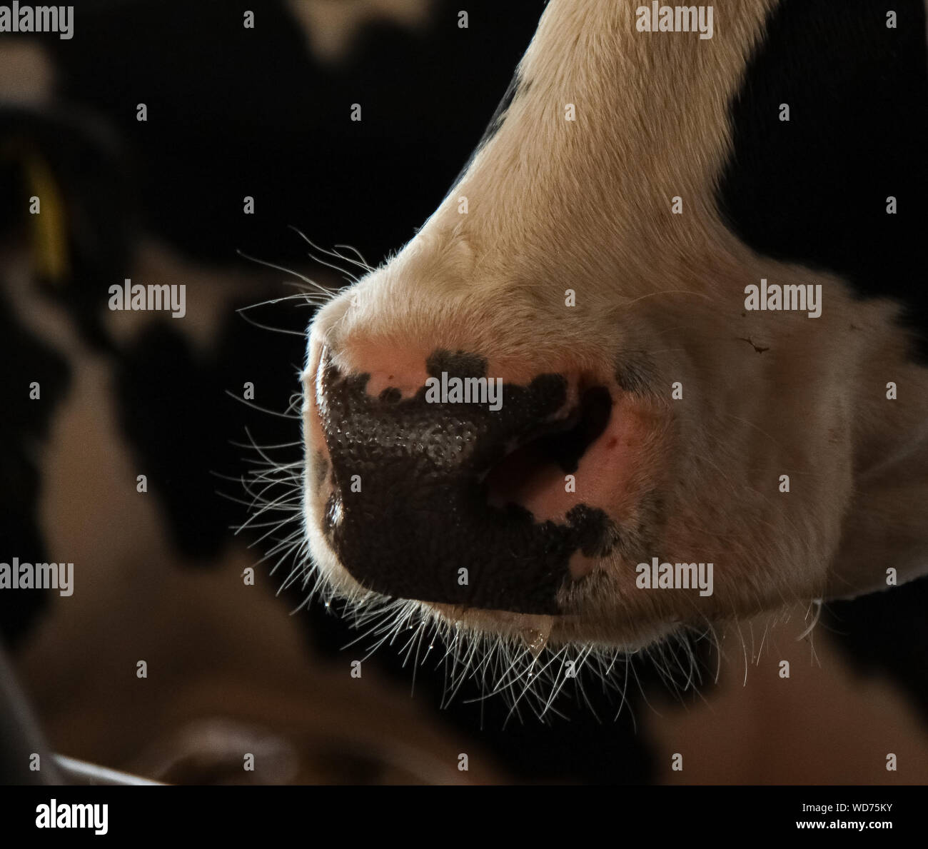 Skin Of A Cow High Resolution Stock Photography and Images - Alamy