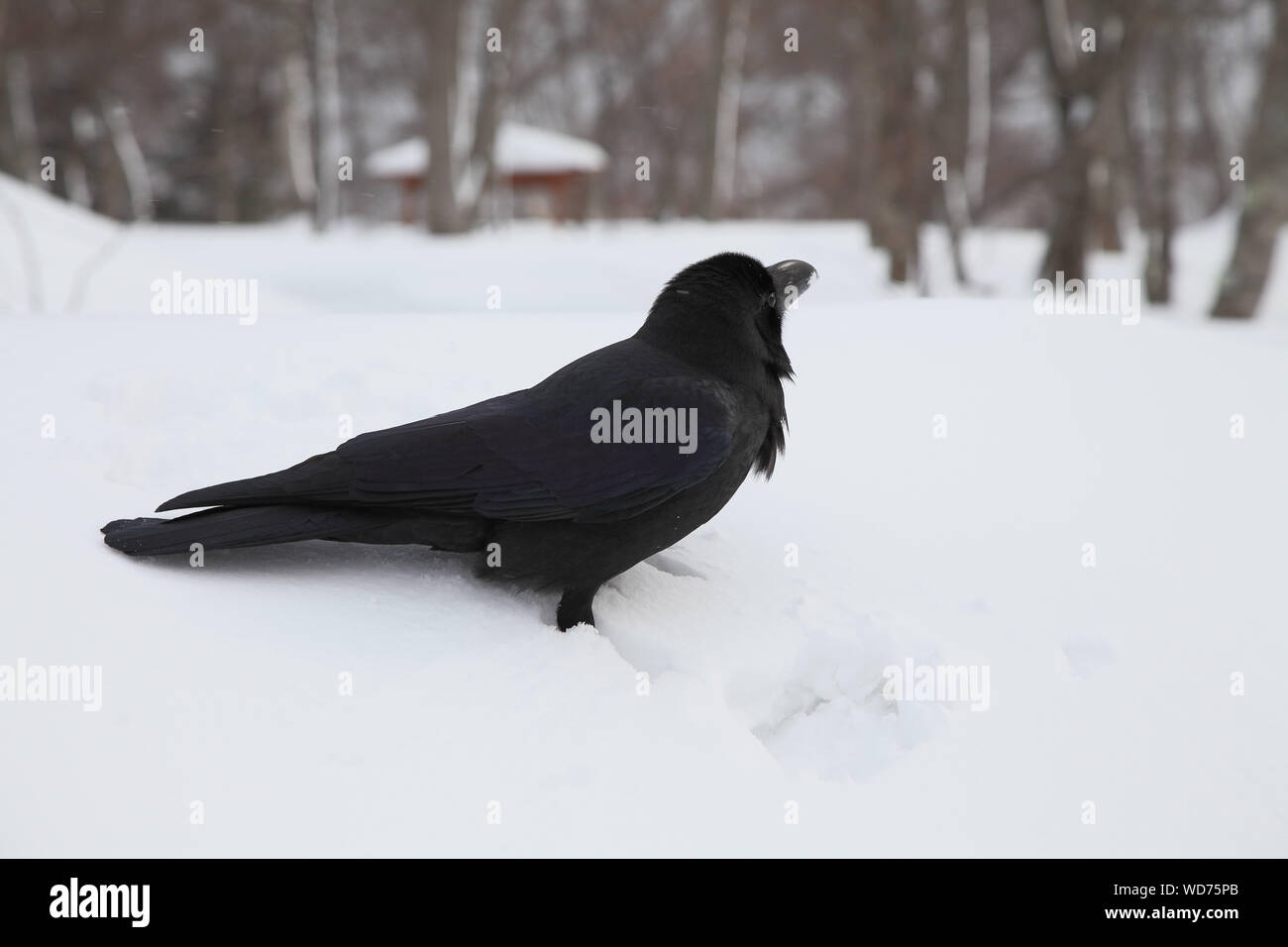 Raven in the snow hi-res stock photography and images - Alamy